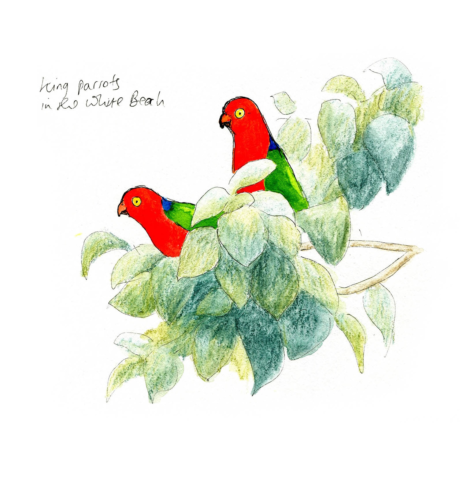 King parrots | Paperbark Writer