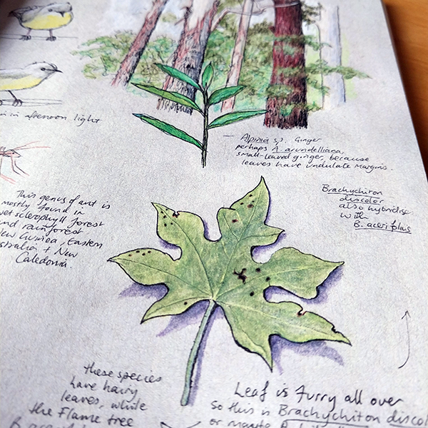 brach leaf | Paperbark Writer
