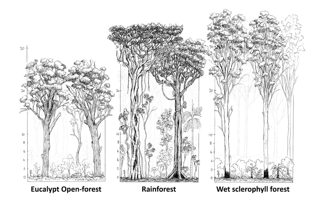 Australian forests and where to find them | Paperbark Writer