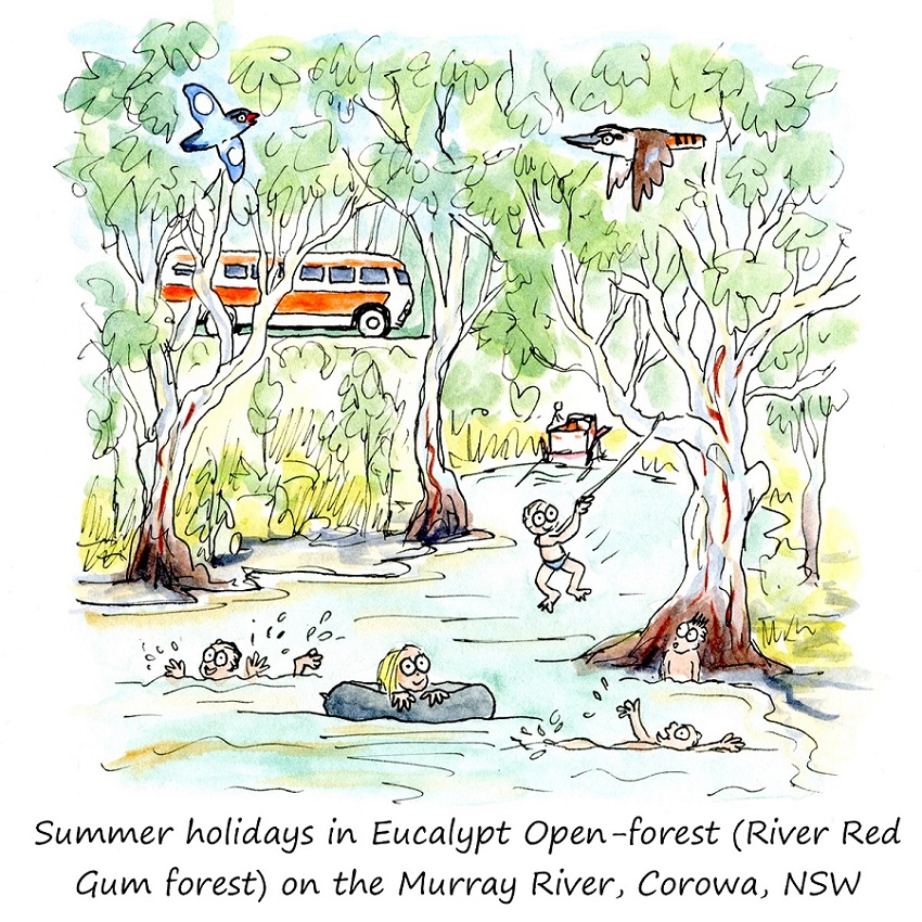 corowa cartoon euc forest small | Paperbark Writer