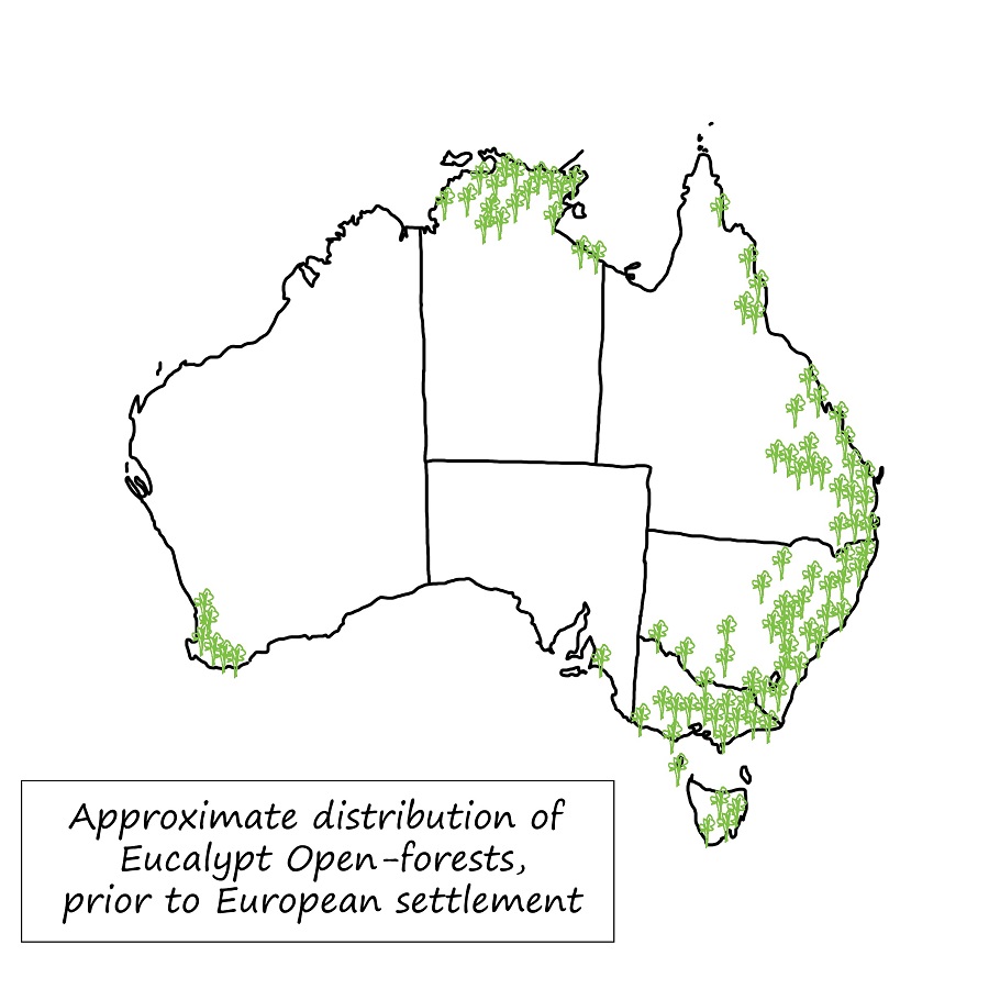 Australian forests and where to find them | Paperbark Writer