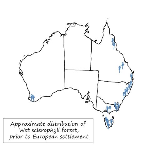 Australian forests and where to find them | Paperbark Writer