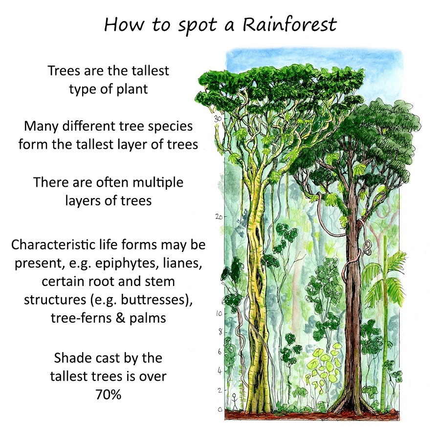 Australian forests and where to find them | Paperbark Writer