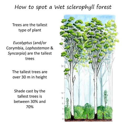 Australian forests and where to find them | Paperbark Writer
