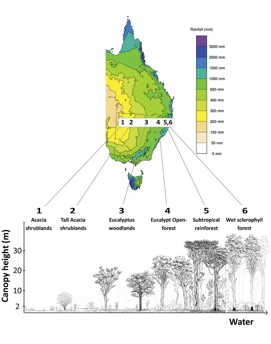rainfall map veg transect open forest small | Paperbark Writer