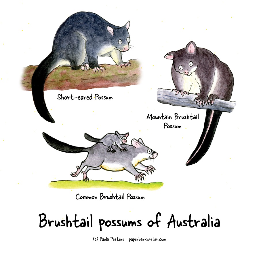 Paperbark Writer | Australian nature meets science & art. By Paula Peeters