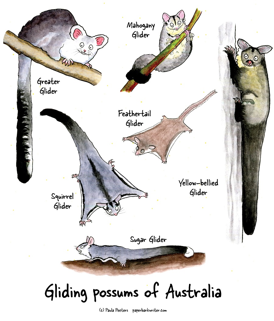 Paperbark Writer | Australian nature meets science & art. By Paula Peeters