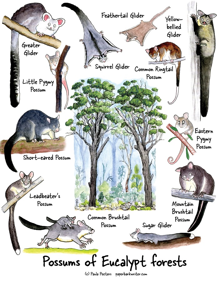 Paperbark Writer | Australian nature meets science & art. By Paula Peeters