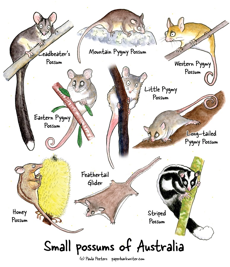 Paperbark Writer | Australian nature meets science & art. By Paula Peeters