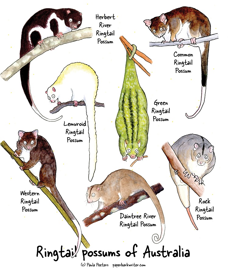 Paperbark Writer | Australian nature meets science & art. By Paula Peeters