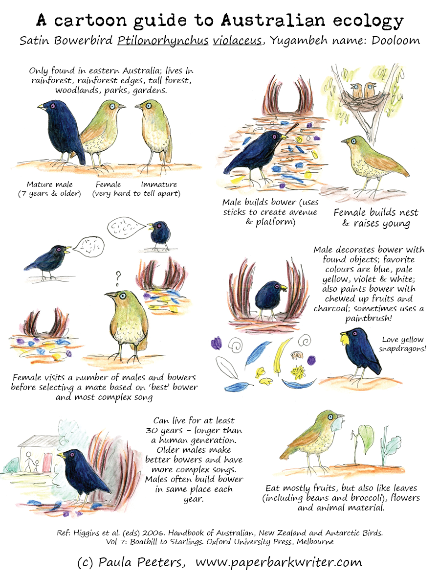 The Satin Bowerbird | Paperbark Writer