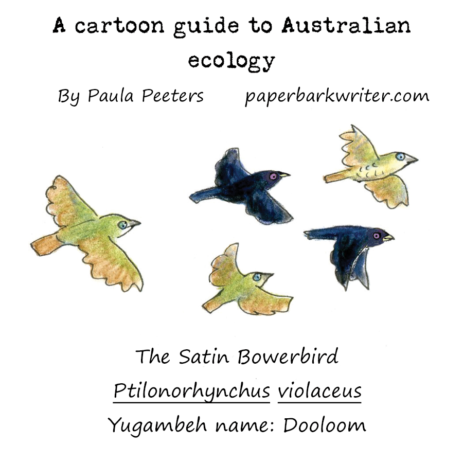 The Satin Bowerbird | Paperbark Writer