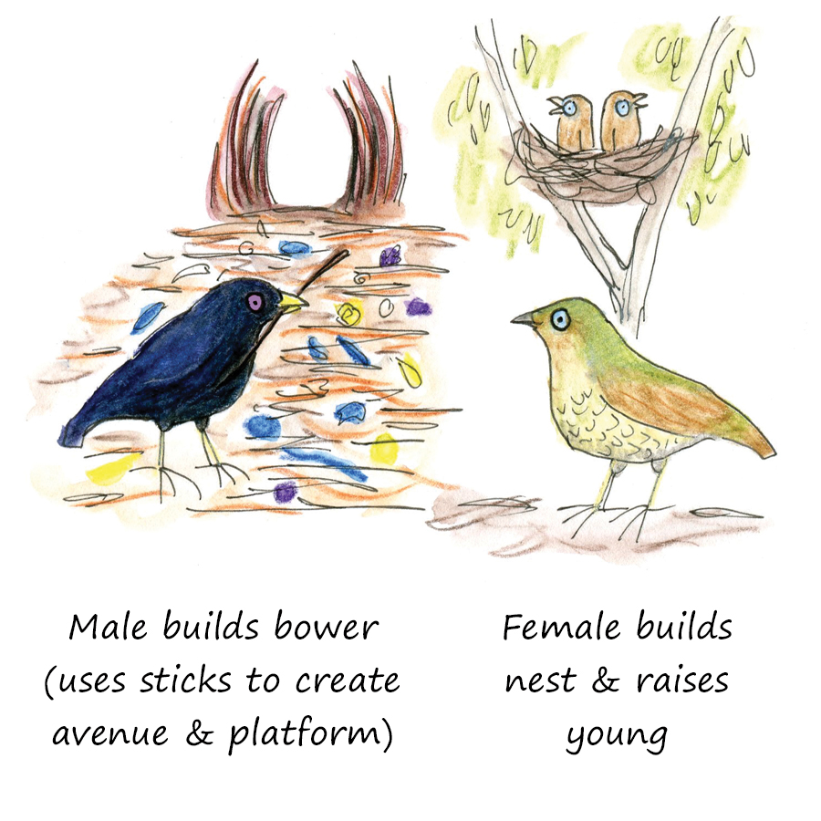 satin bowerbird cartoons3 | Paperbark Writer