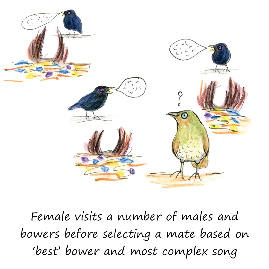 The Satin Bowerbird | Paperbark Writer