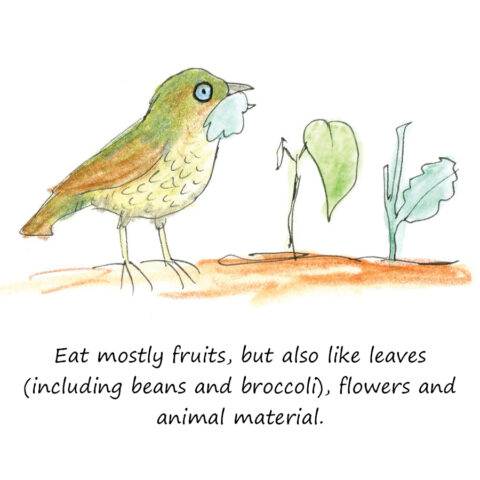 The Satin Bowerbird | Paperbark Writer