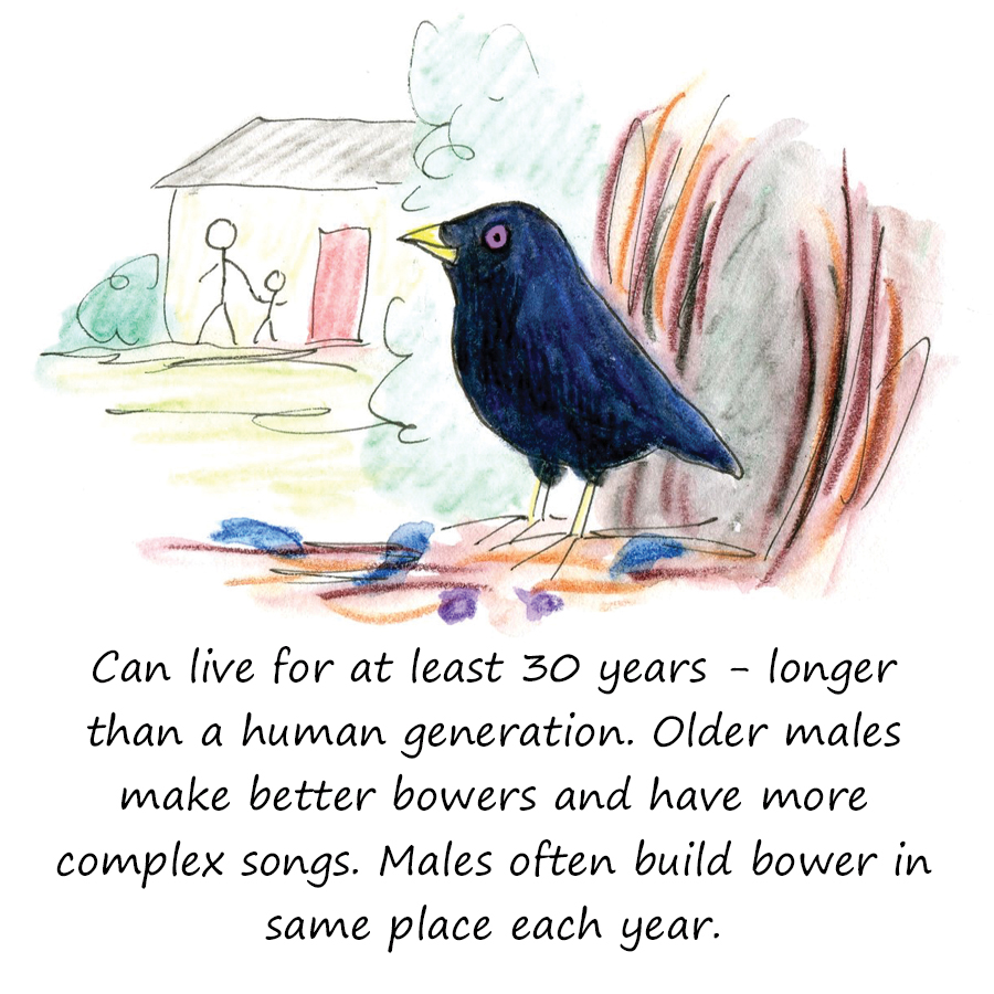 The Satin Bowerbird | Paperbark Writer