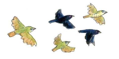 The Satin Bowerbird | Paperbark Writer