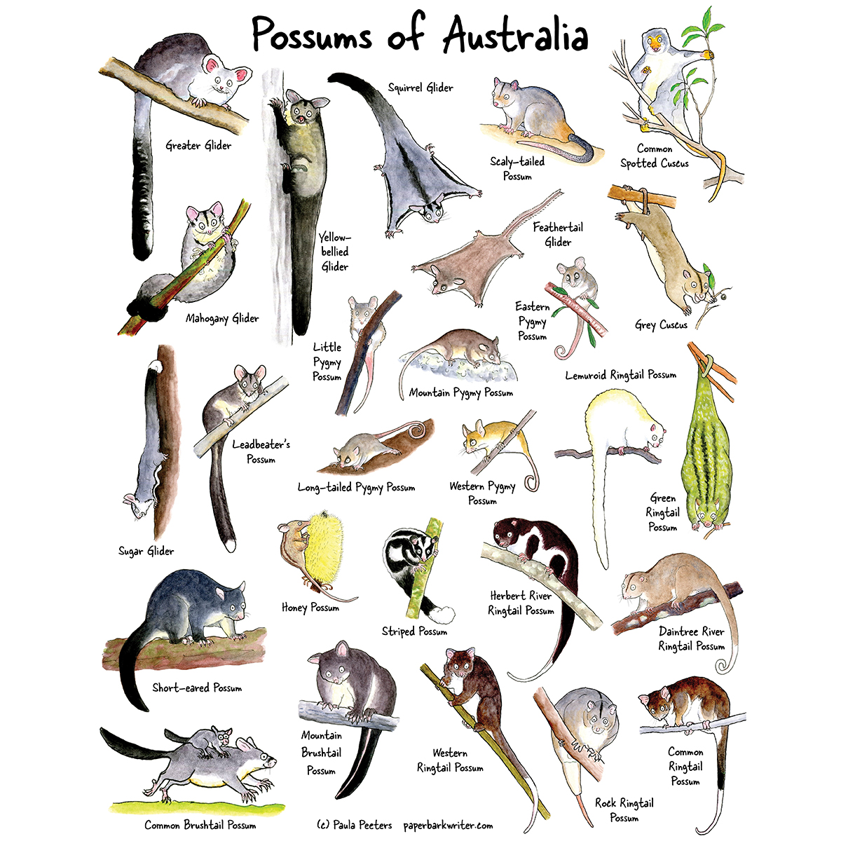 Possums of Australia organic cotton tea towel | Paperbark Writer