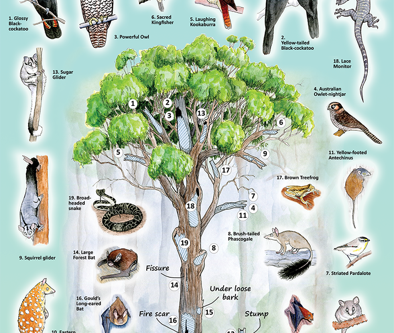 A cartoon guide to Australian Ecology | Paperbark Writer