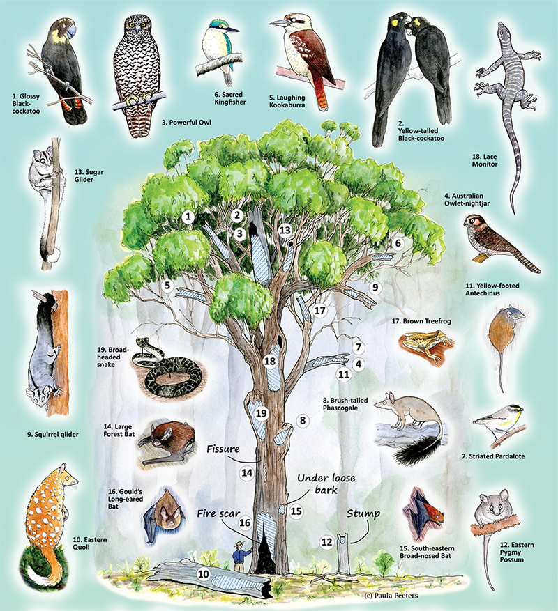 Tree hollows are animal homes | Paperbark Writer