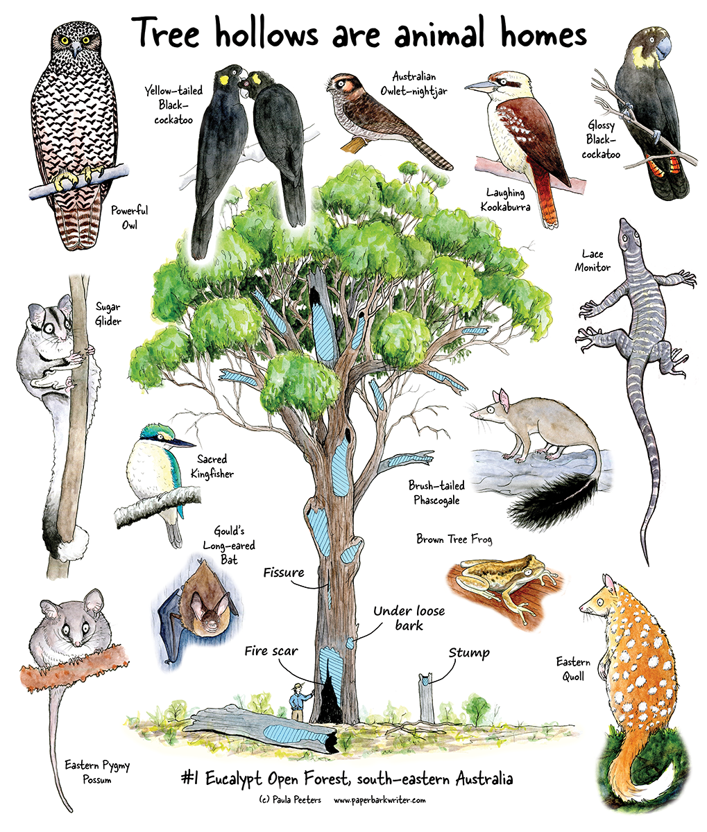 Tree hollows are animal homes | Paperbark Writer