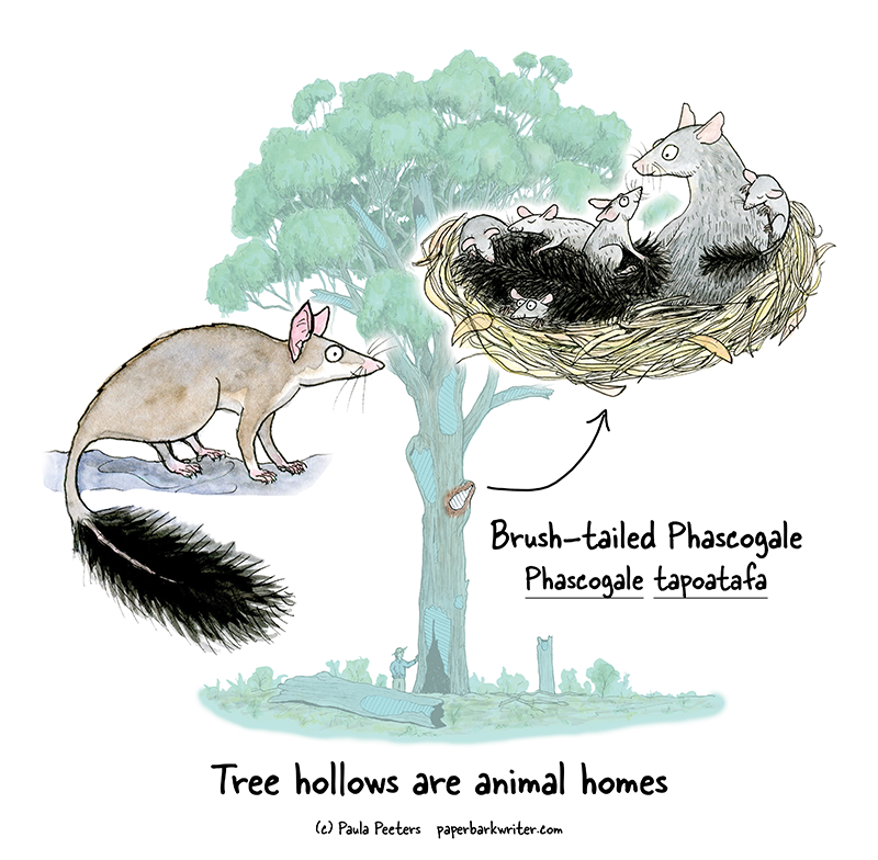 Tree hollows are animal homes | Paperbark Writer