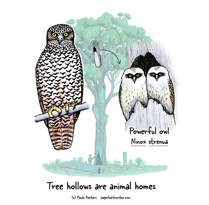 Tree hollows are animal homes | Paperbark Writer