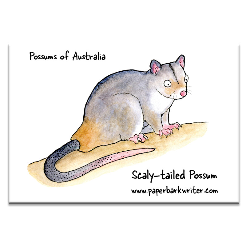 Scaly-tailed Possum fridge magnet | Paperbark Writer