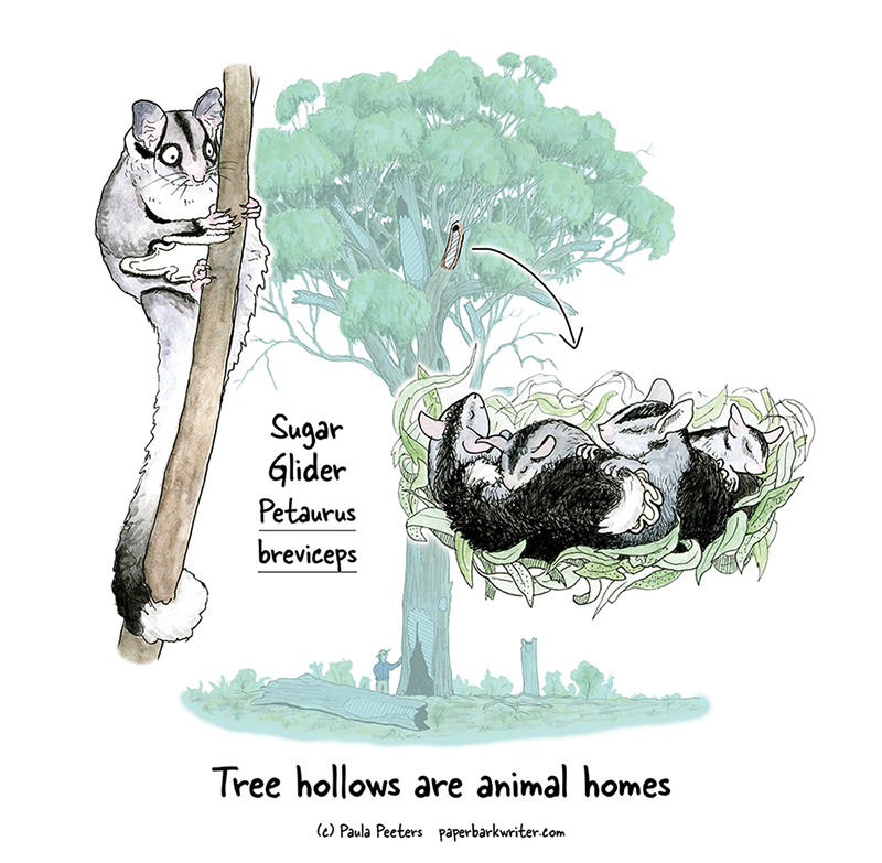 Tree hollows are animal homes | Paperbark Writer