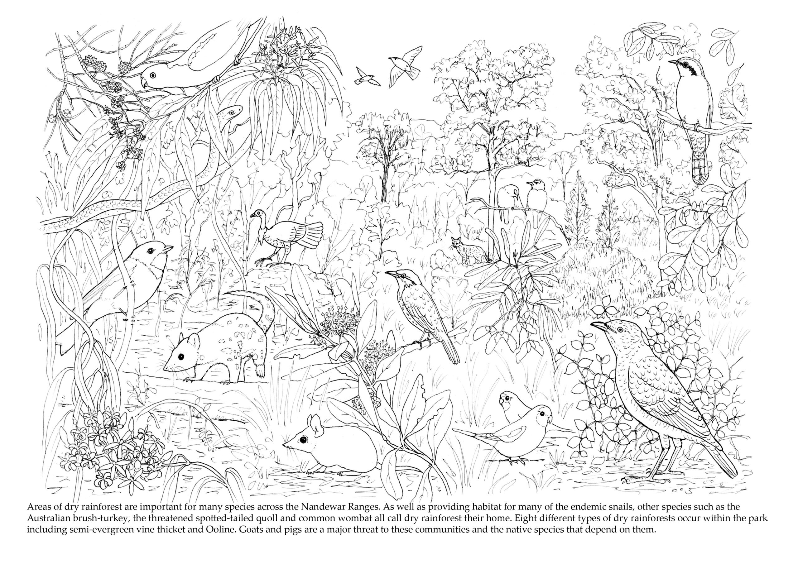 ‘Mount Kaputar: A living volcano’ – free ebook to download | Paperbark ...