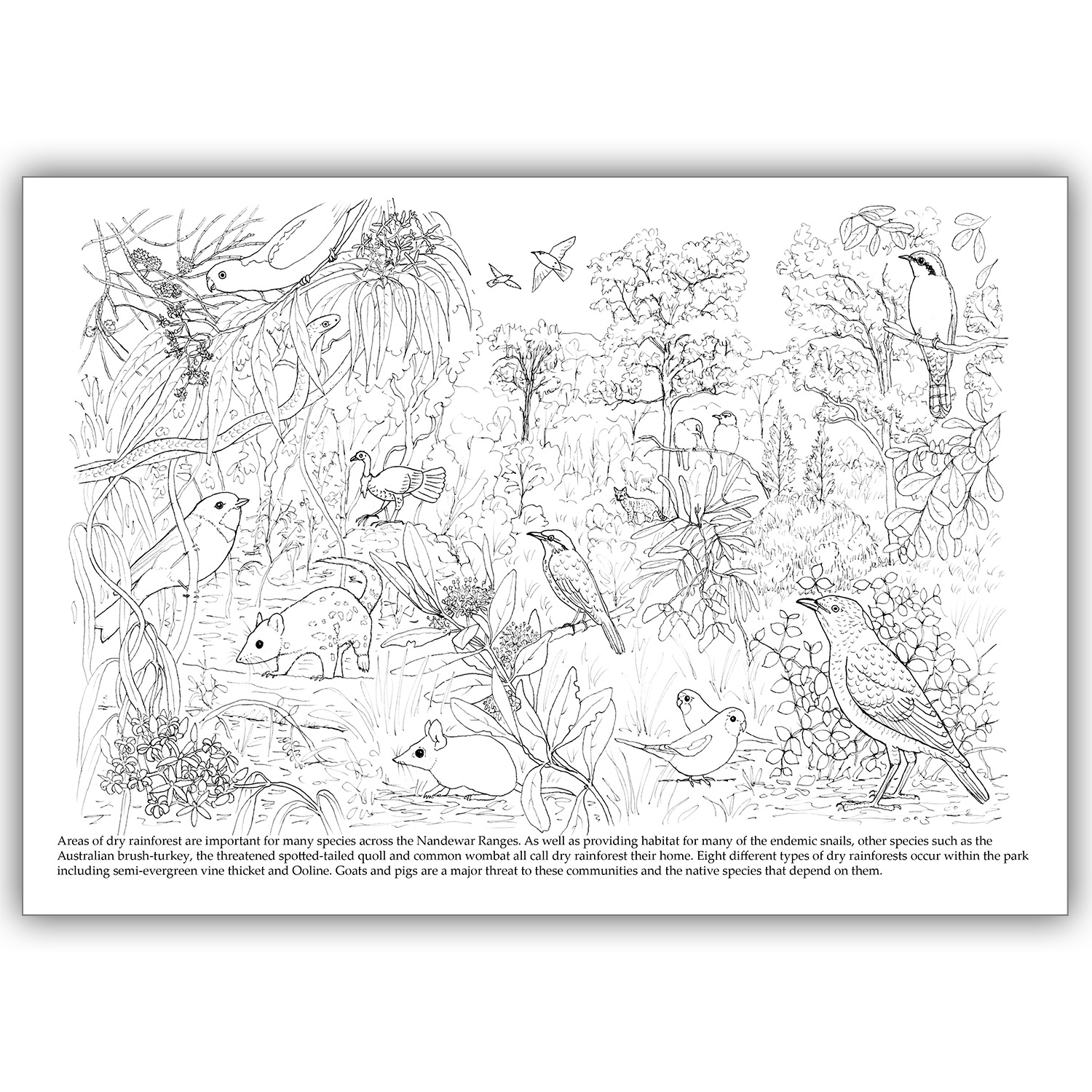 mt-kaputar-p14-square-paperbark-writer