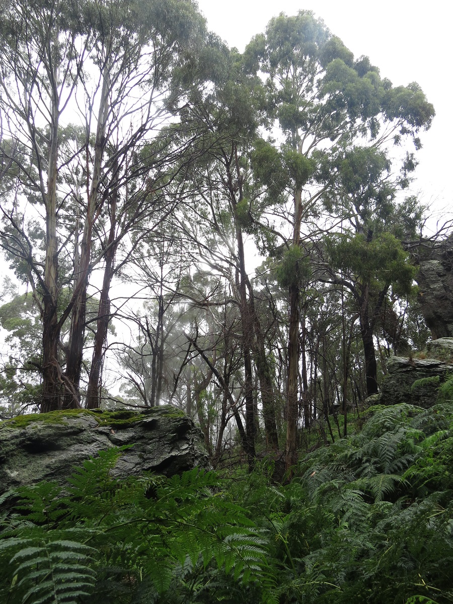 ‘Mount Kaputar: A living volcano’ – free ebook to download | Paperbark ...