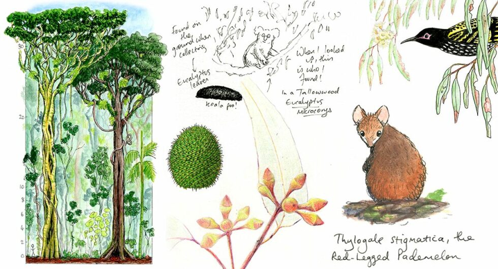 Paperbark Writer | Australian nature meets science & art. By Paula Peeters