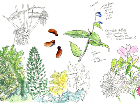 Paperbark Writer | Australian nature meets science & art. By Paula Peeters