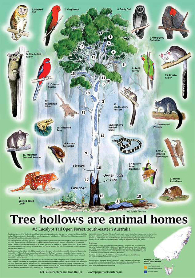hollows 2 tall open euc forest FINAL RB 11Jan2024 small | Paperbark Writer