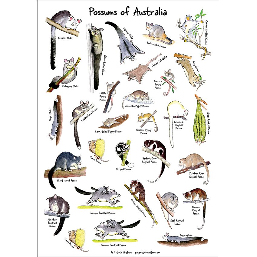 Possums of Australia sticker sheet | Paperbark Writer