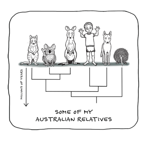 New designs: Magpie Studies and Australian Kin | Paperbark Writer