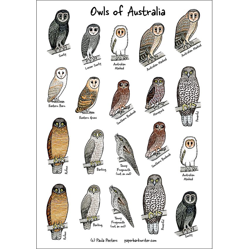 Owls of Australia sticker sheet | Paperbark Writer