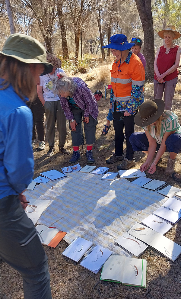 Why 15-second owls are wonderful, and 12 important elements for ...