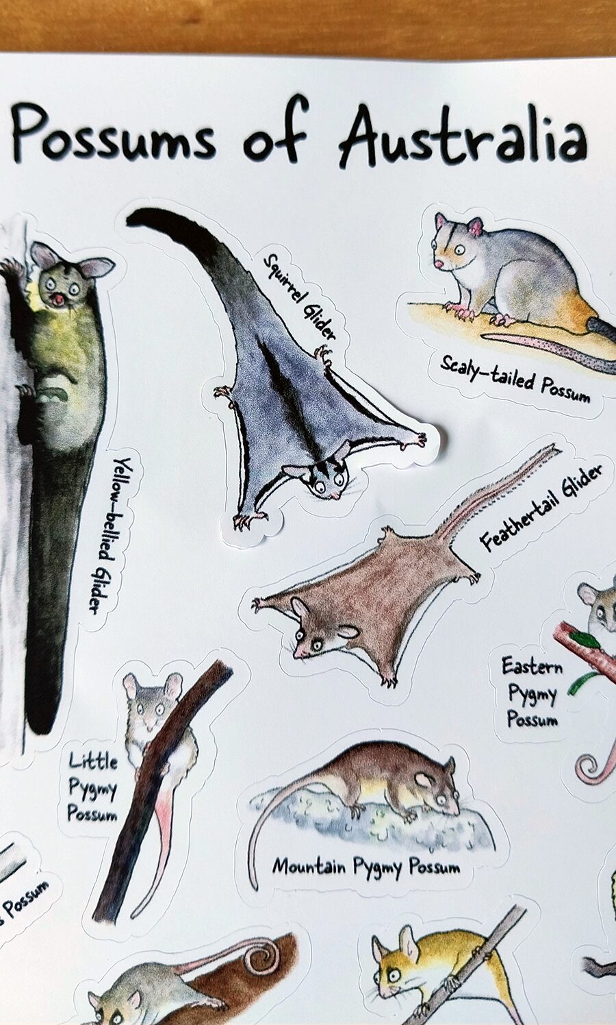 Possums of Australia sticker sheet | Paperbark Writer