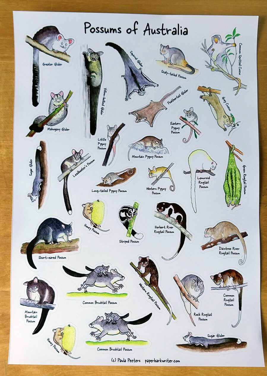 Possums of Australia sticker sheet | Paperbark Writer