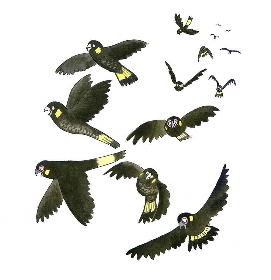 Yellow-tailed Black-cockatoos flying – Original drawing | Paperbark Writer