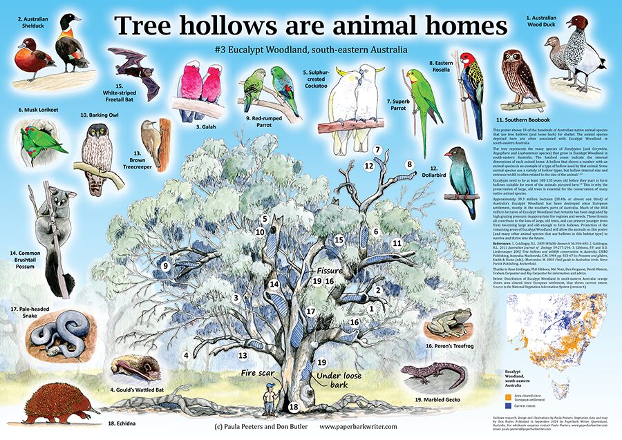Tree hollows are animal homes #3 – Eucalypt Woodland south-eastern Australia | Paperbark Writer