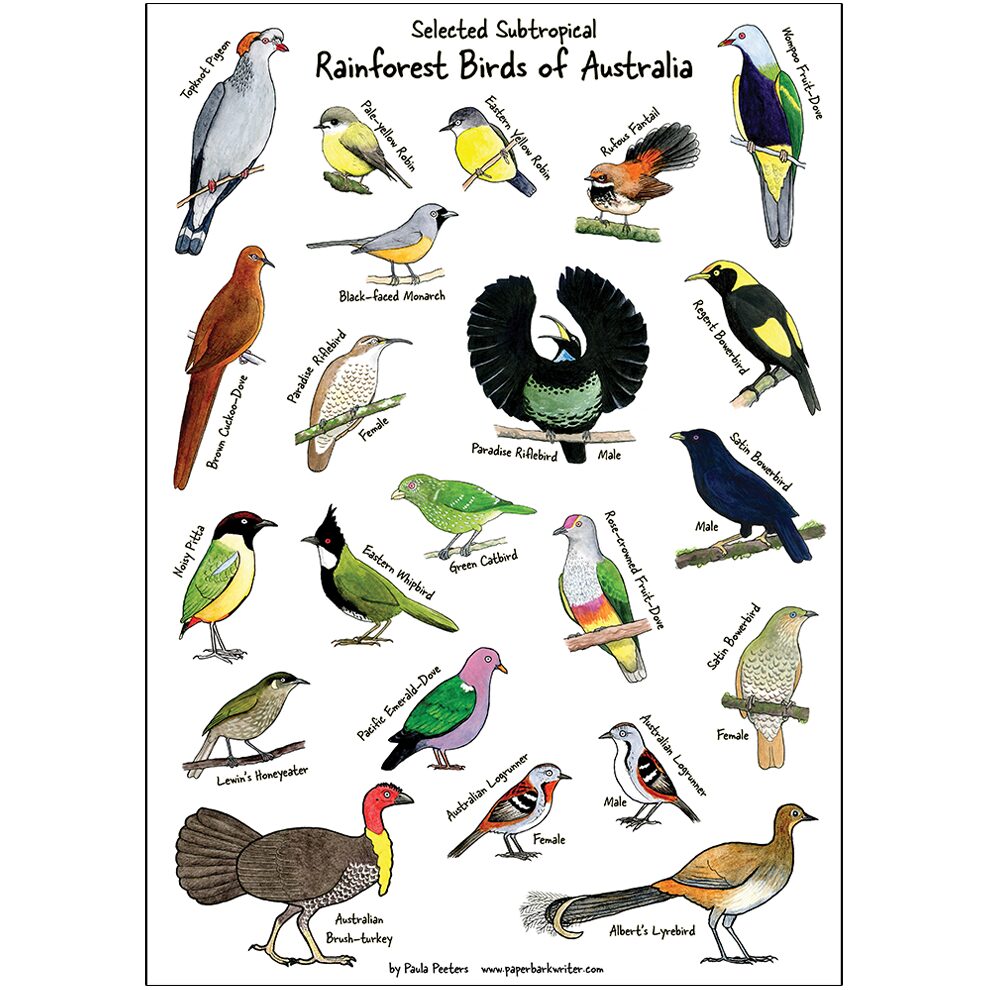 Weird Rainforest Birds 63 Best Rainforest Birds Ideas | Birds,