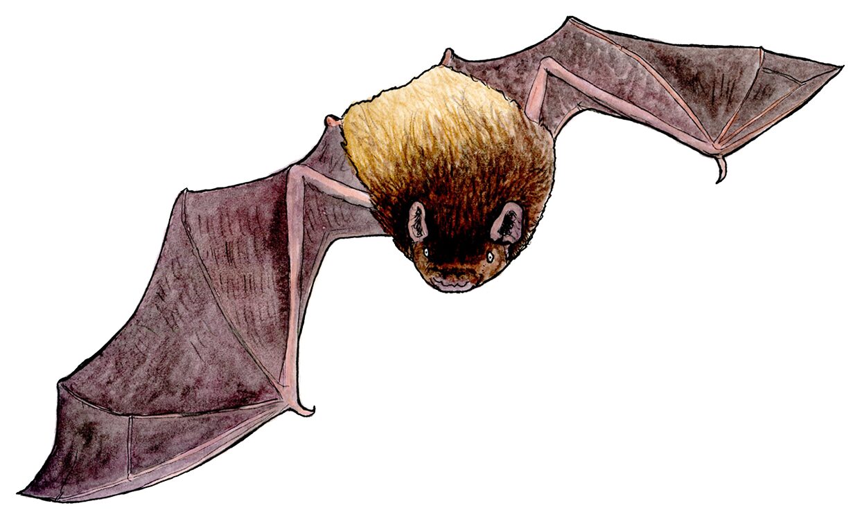 goulds wattled bat small | Paperbark Writer