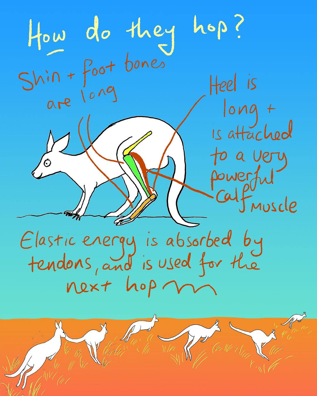 kangaroo hop4 | Paperbark Writer